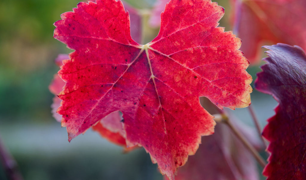 Red vine in nutricosmetics: the glow and light legs asset